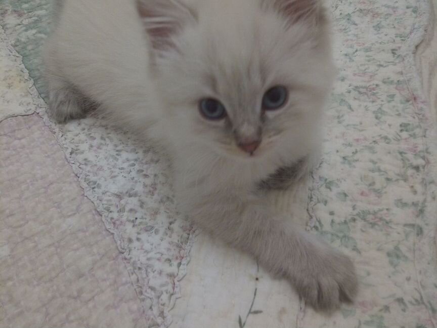Красивый невский маскарадный котик