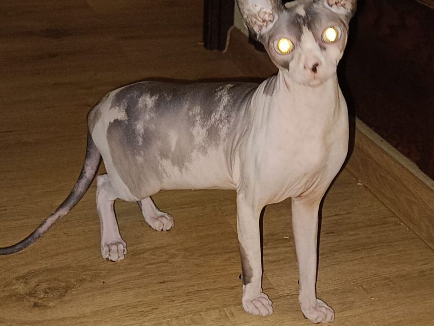 Канадский сфинкс(окрас Арлекин,11 мес.)