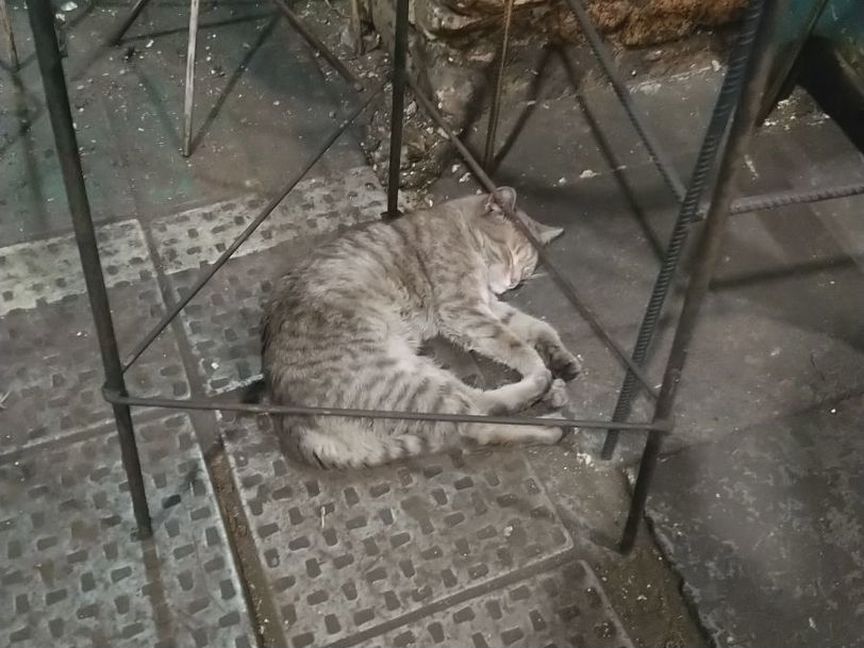 Добрый человек, отзовитесь спасти котика