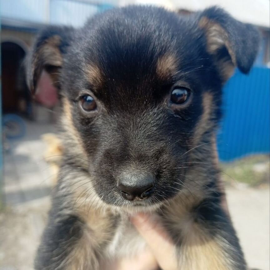 Щенок в добрые руки