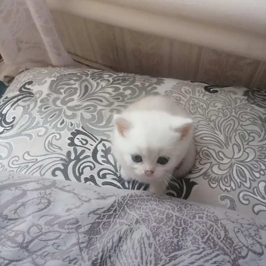 Серебристая шиншилла котята