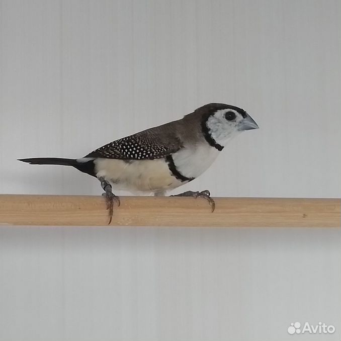 Кольчатые астрильды