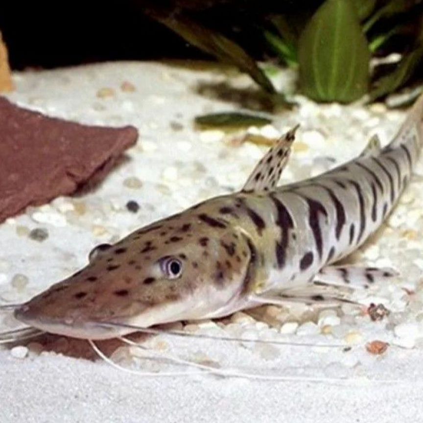 Псевдоплатистома полосатая - Pseudoplatystoma