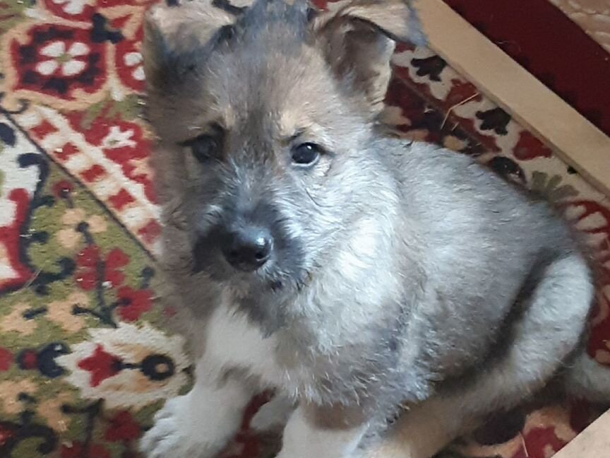 Щенок Тоби ищет семью