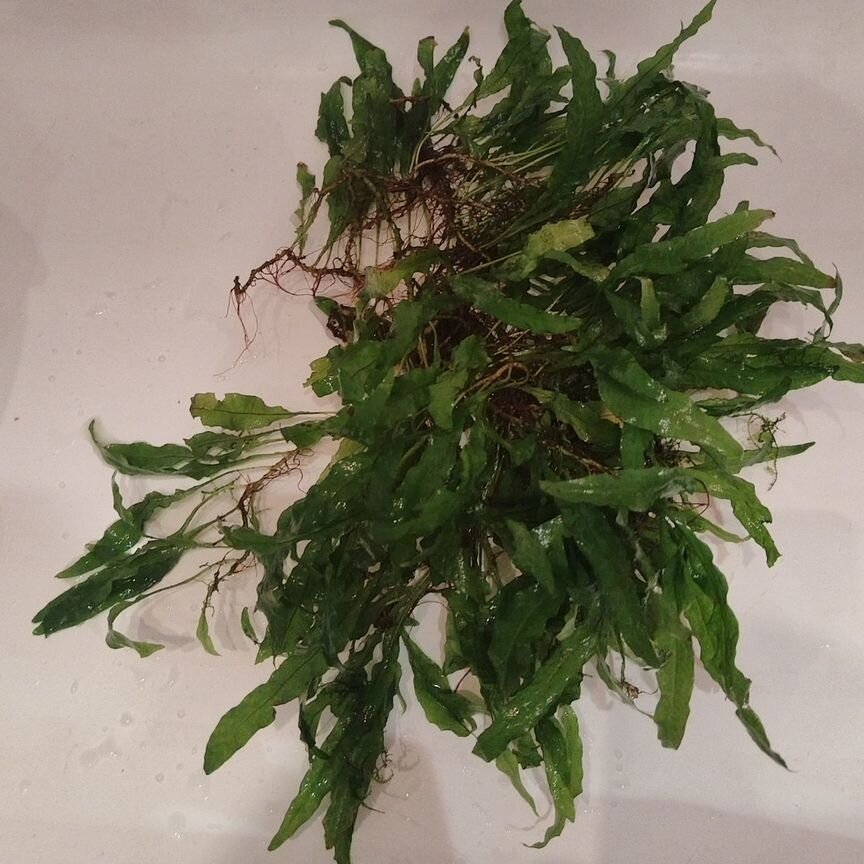 Папоротник для аквариума