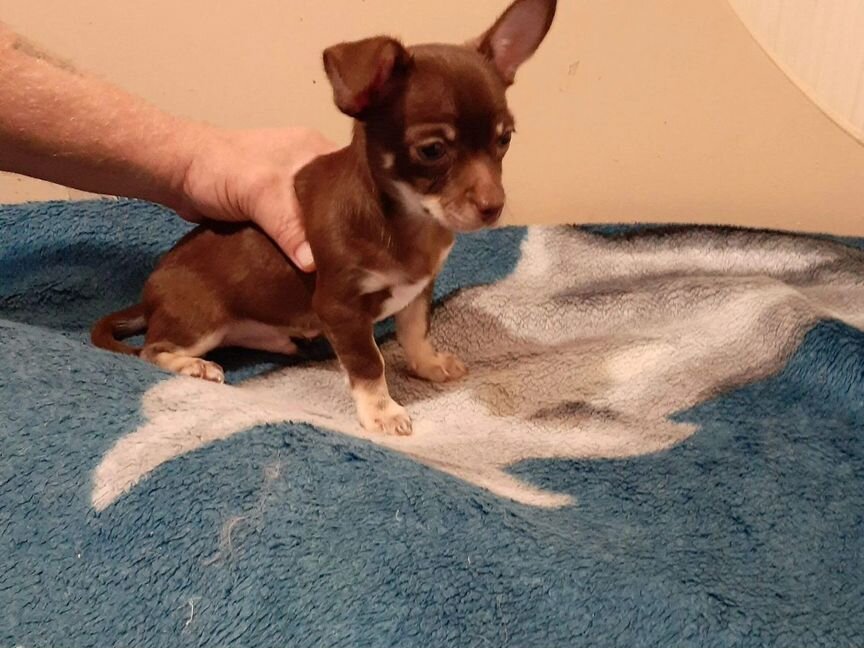 Шоколадные чихуахуа мальчик