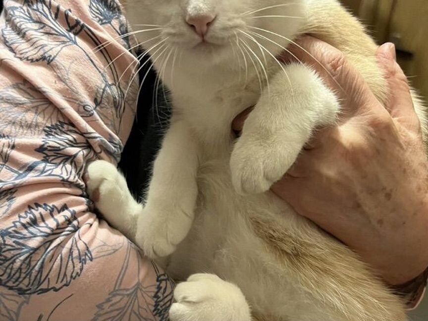 Котик Масик