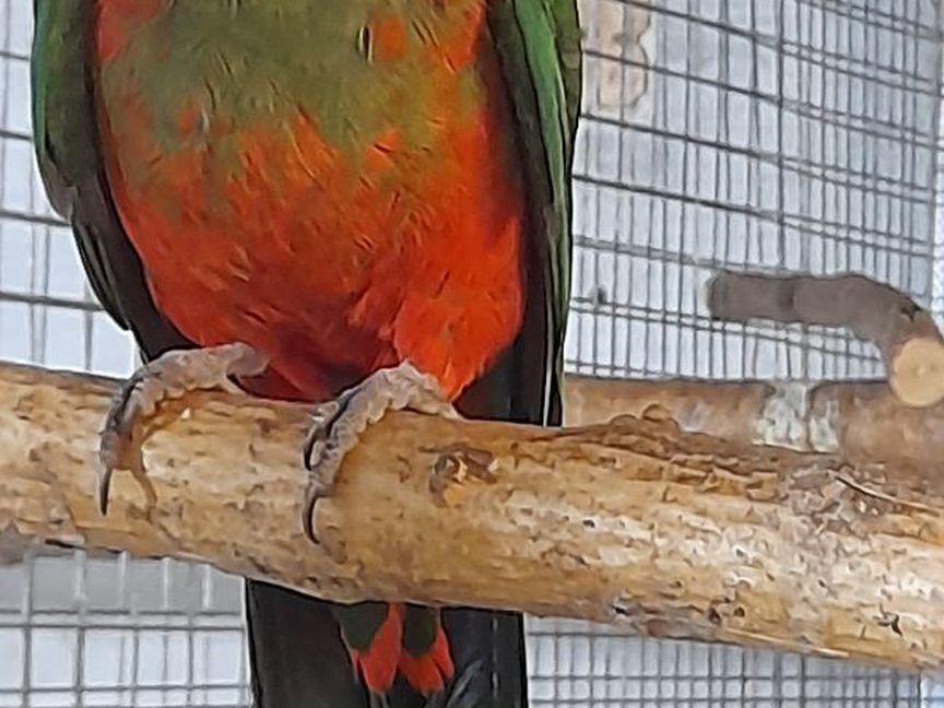 Попугай Королевский