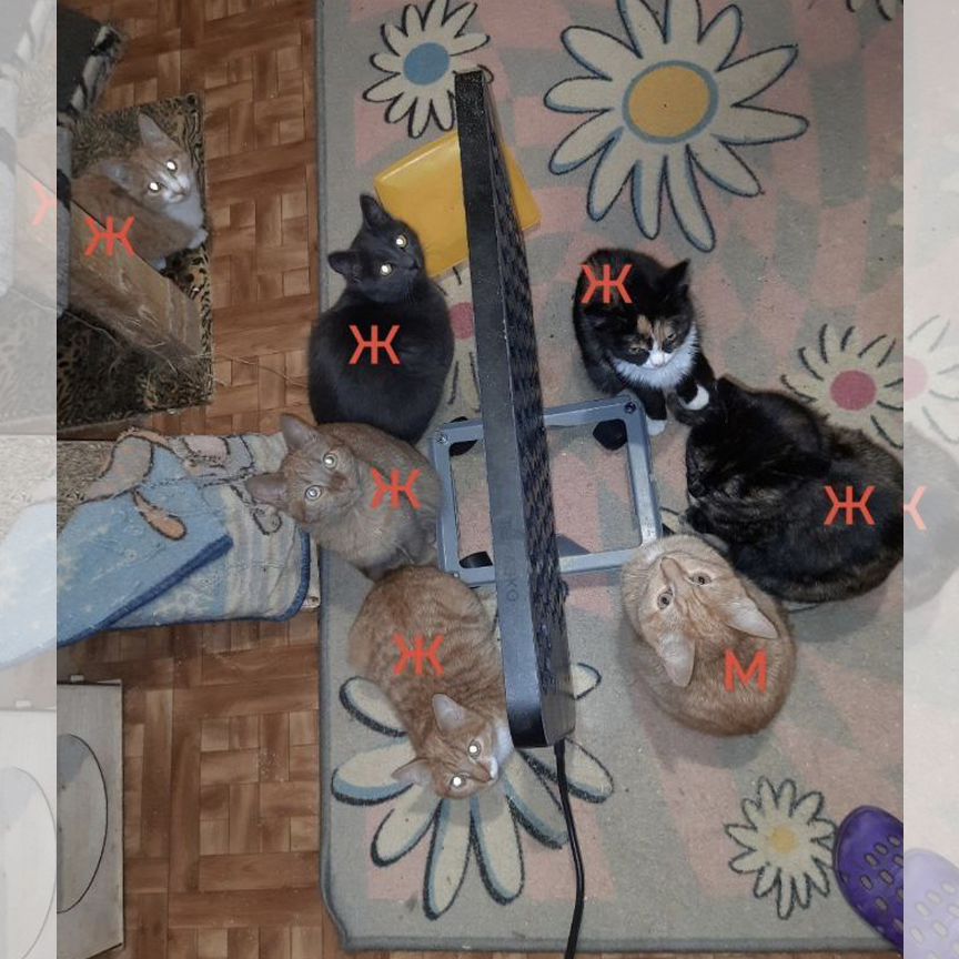 Котёнок в добрые руки