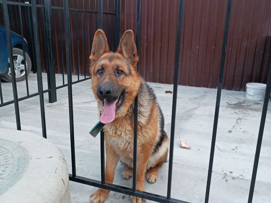 Вязка собак немецкая овчарка