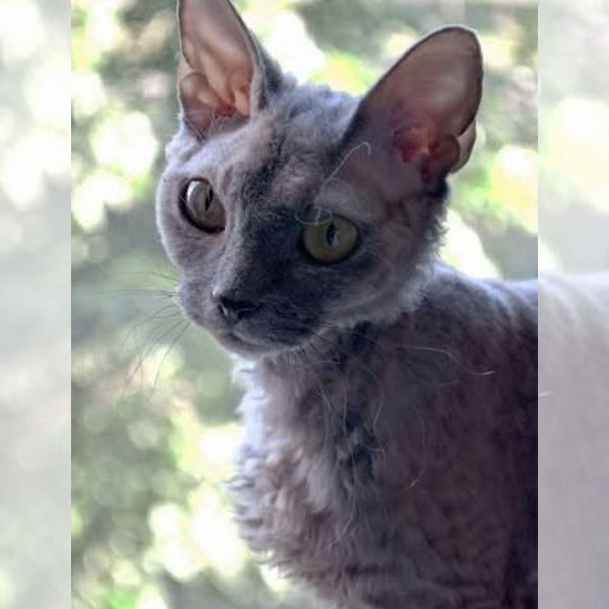 Девон-рекс котёнок