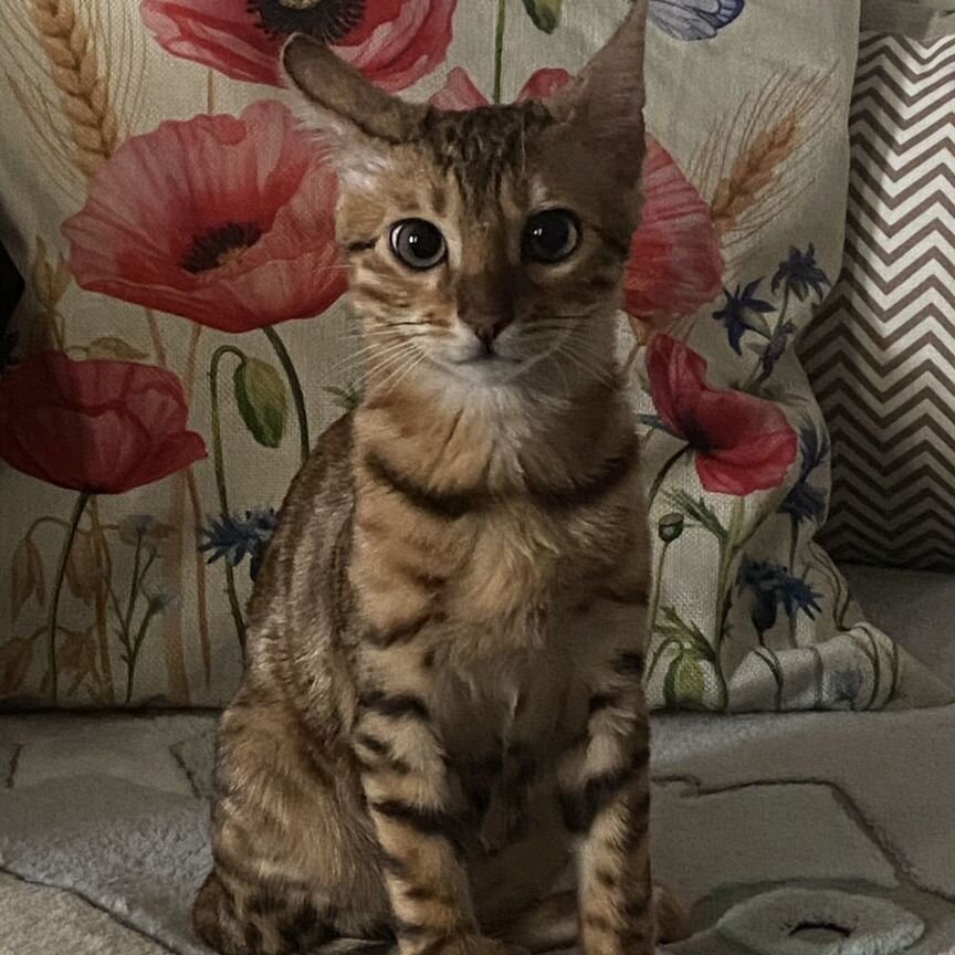 Бенгальские котята