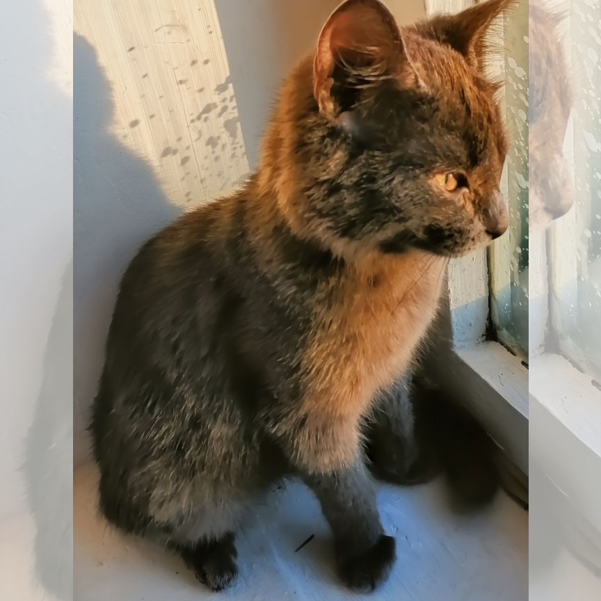 Британский короткошёрстный котёнок