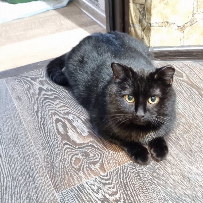 Кот