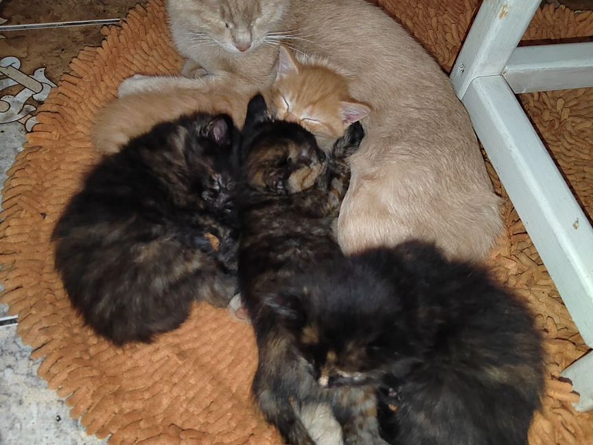 Кошечки многоцветки на удачу