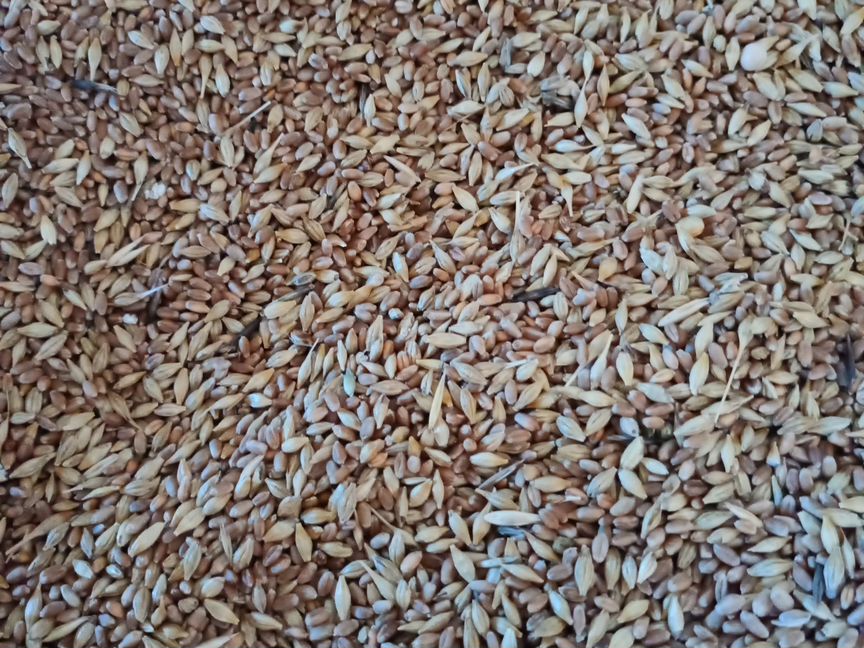 Зерно пшеница ячмень