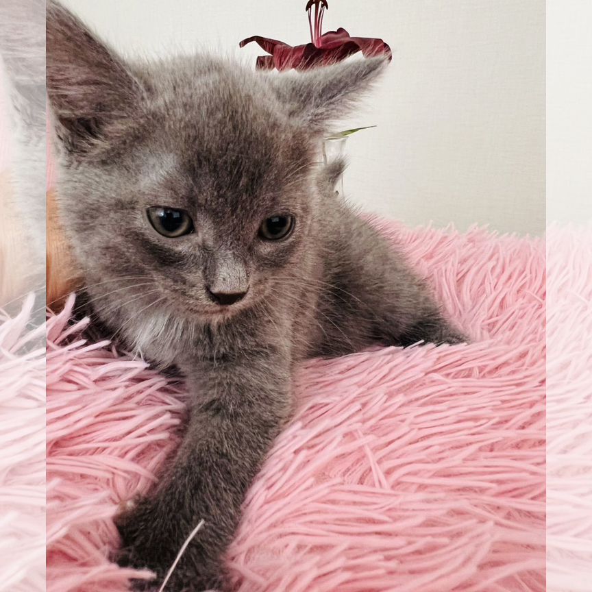 Котенок