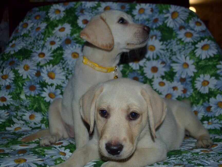 Щенки лабрадора