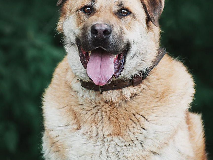 Мудрый Портос тоскует в приюте