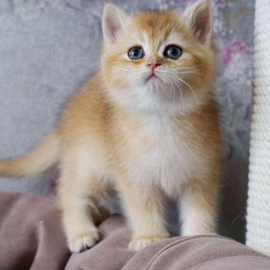 Британский короткошёрстный котёнок