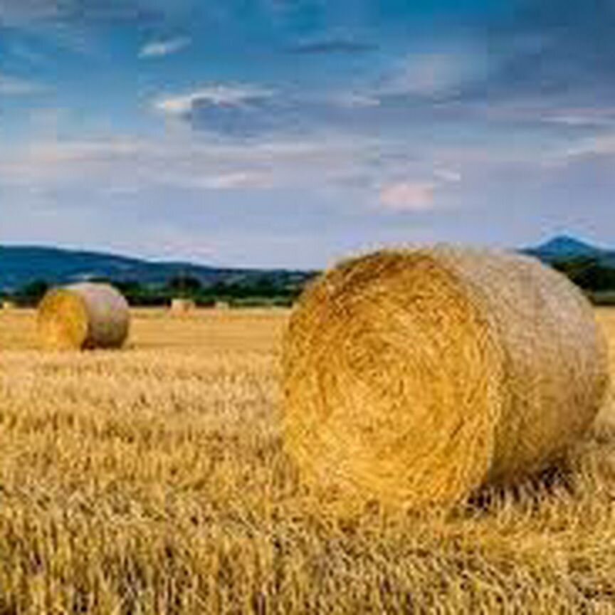 Продам сено