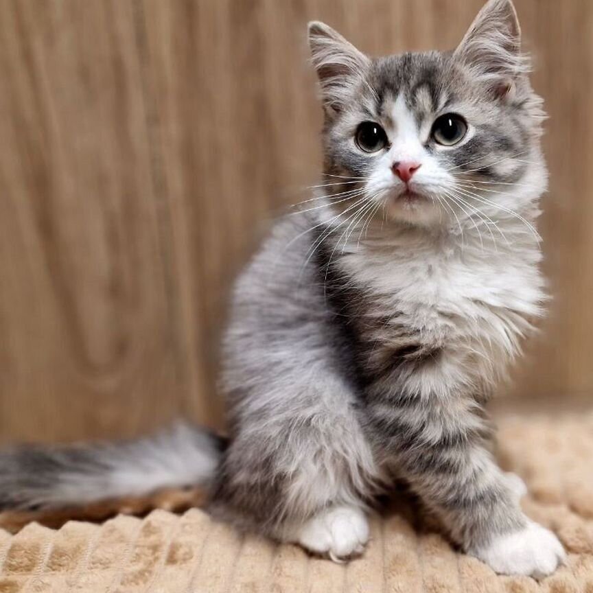 Продаются шотландские котята