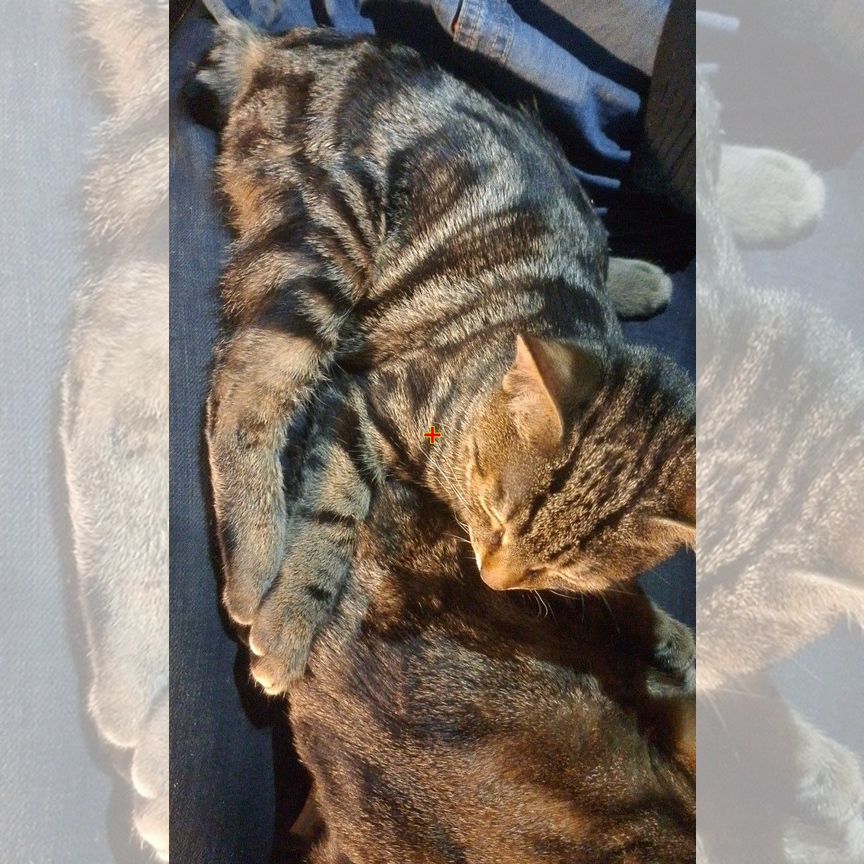 Котята (2 мальчика)