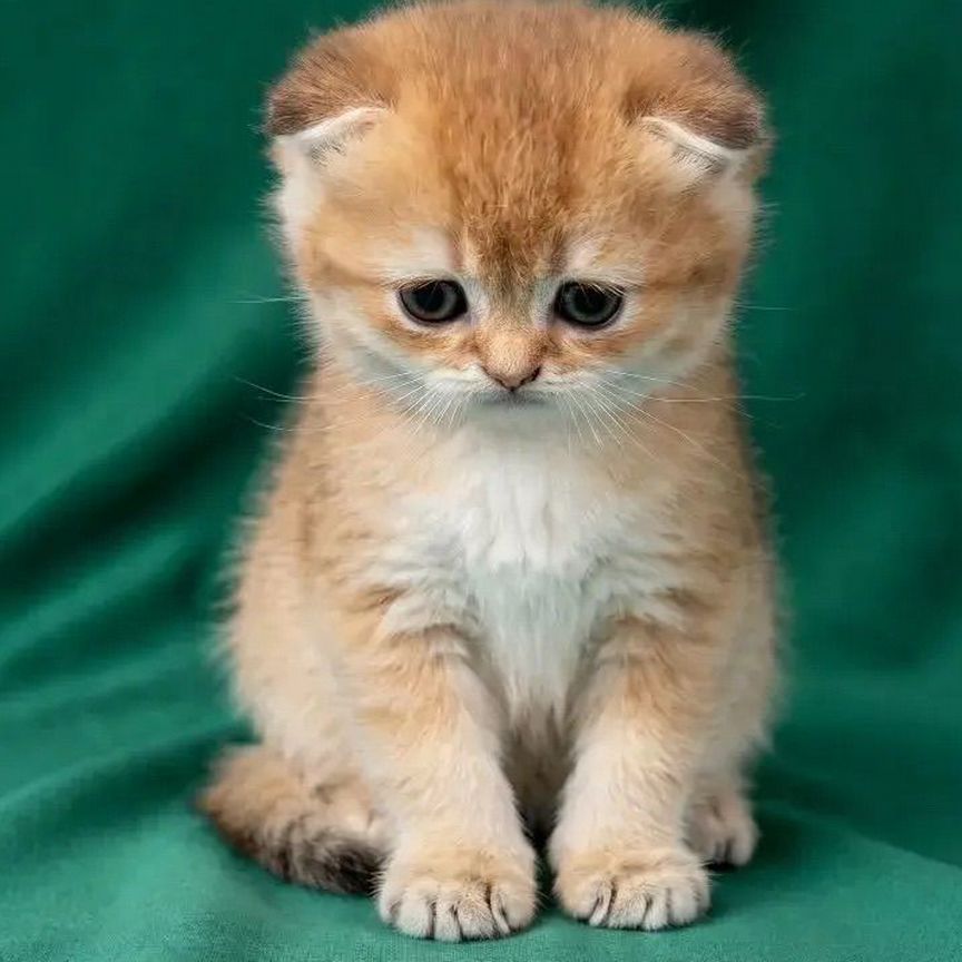 Британский короткошёрстный котёнок