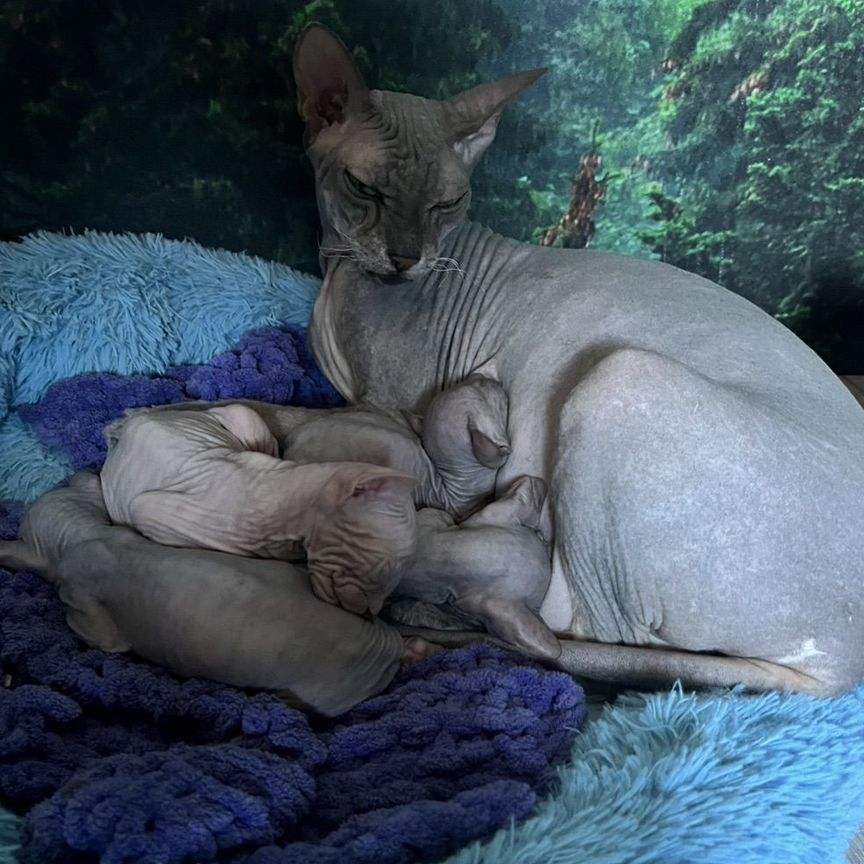 Донской сфинкс котёнок