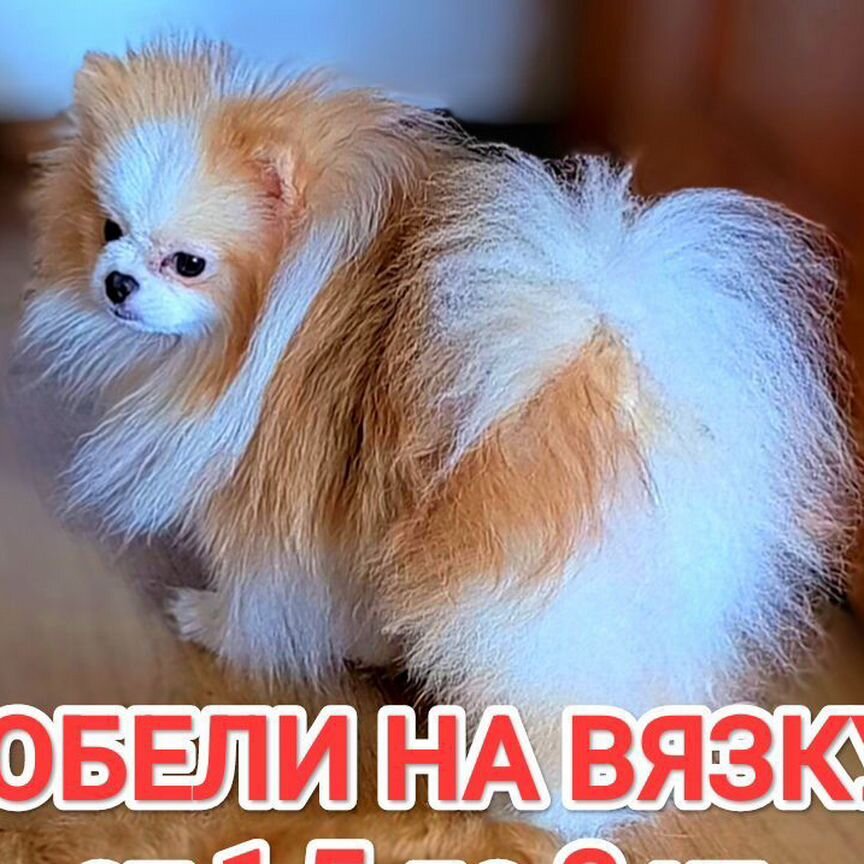 Парни на вязку 1,5-3 кг разные