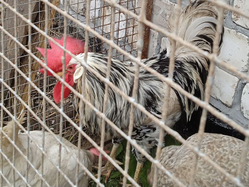 Петух Леггорн Долматинец