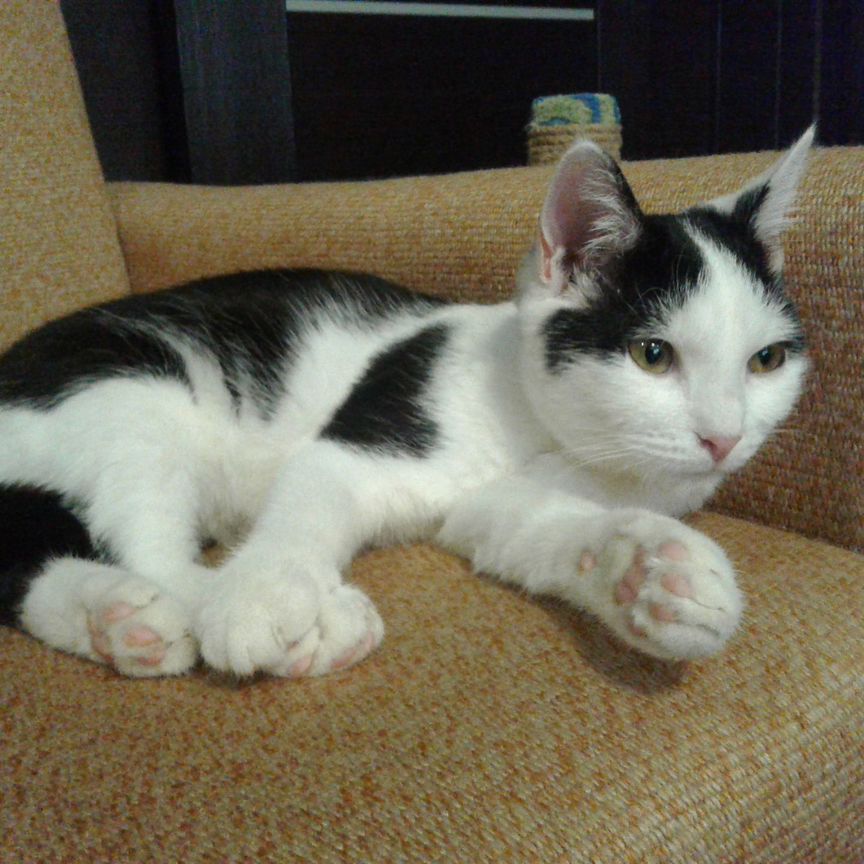 Феликс в добрые руки