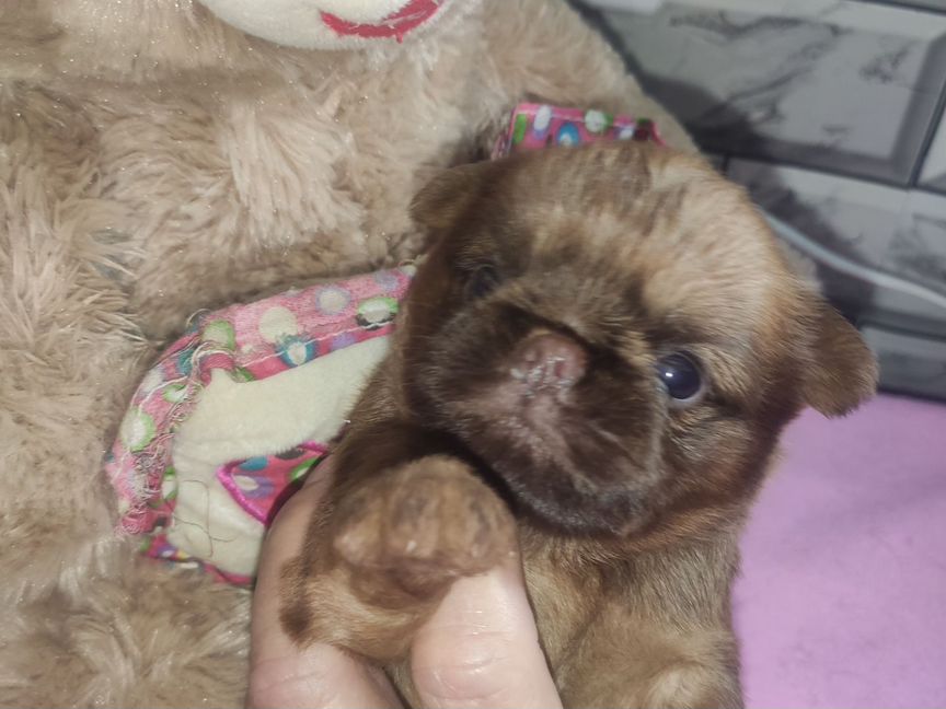 Бельгийский гриффон