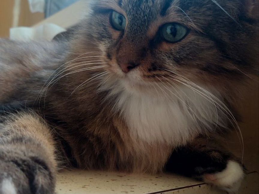 Кошка сибирский фенотип