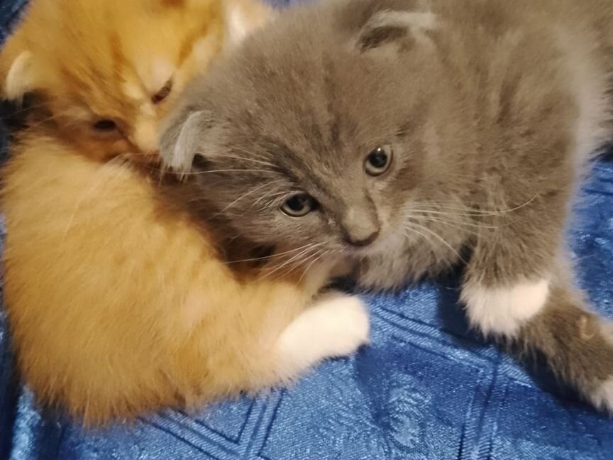 Шотландский вислоухий