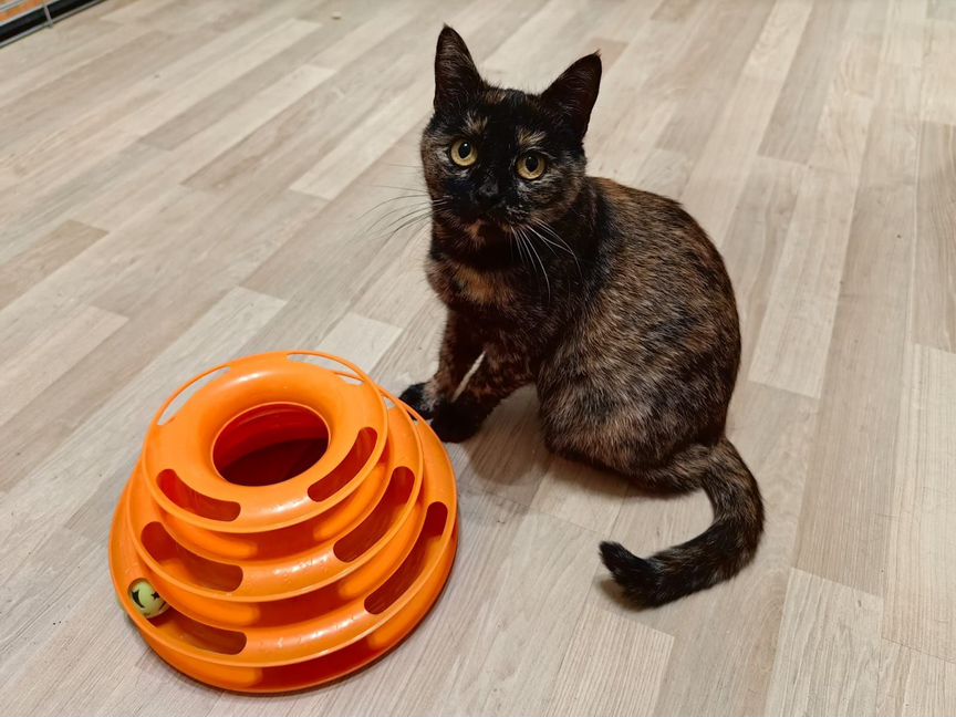 Кошка стерилизованная черепаховая в добрые руки