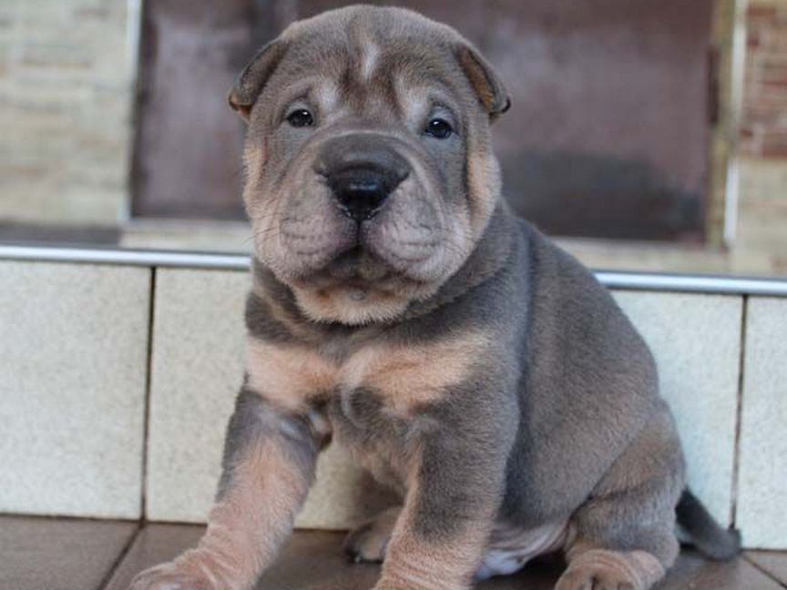 Чудо шарпей