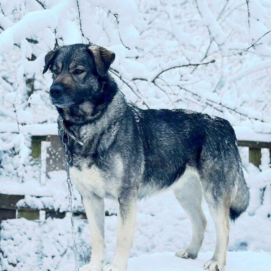 Крупная Собака в добрые руки