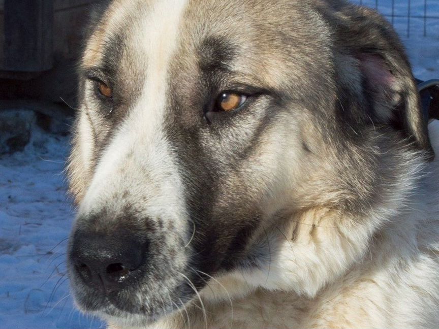 Отдам собаку Фортуна в добрые руки