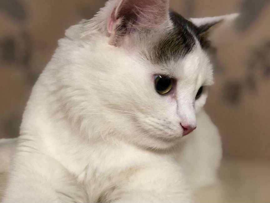 Кошечка ласковая в добрые руки