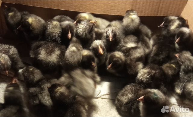 Мехеленская кукушка цыплята