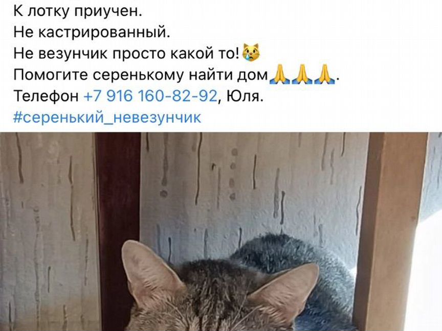 Котик несчастный