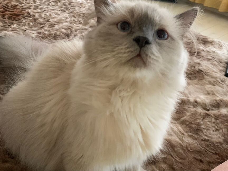 Вязка невская маскарадная