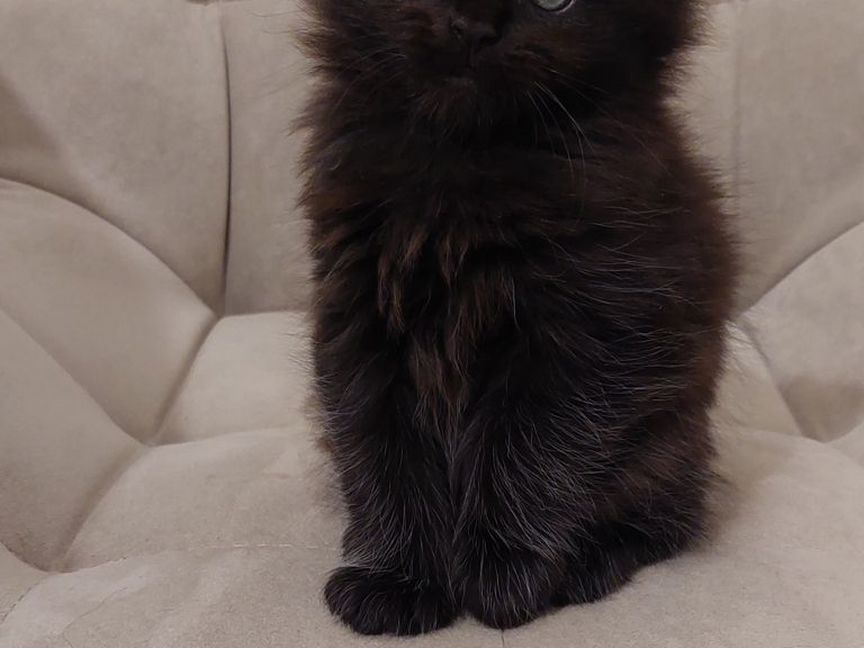 Котята мейн кун