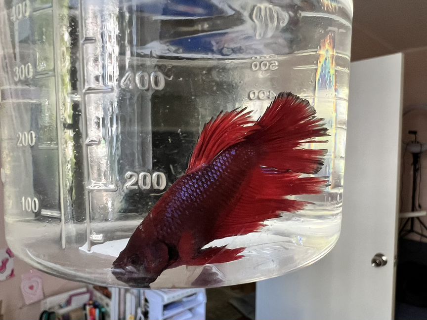 Рыбка петушок