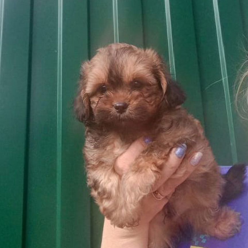 Щенки мальтипу f1