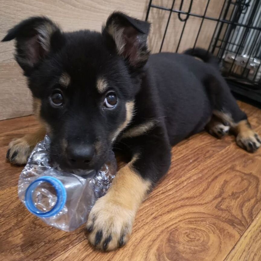 Щенок в добрые руки