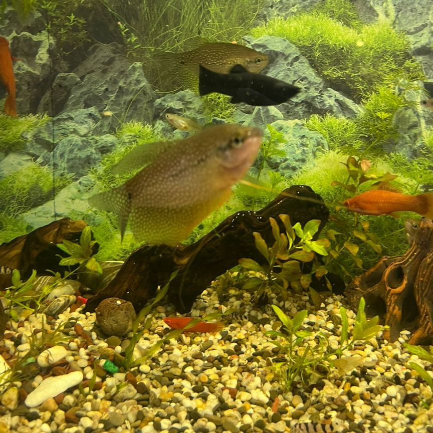 Аквариумные рыбки гурами