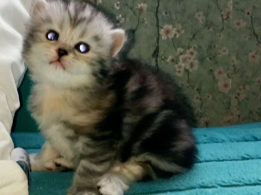 Шотландская мраморная плюшечка