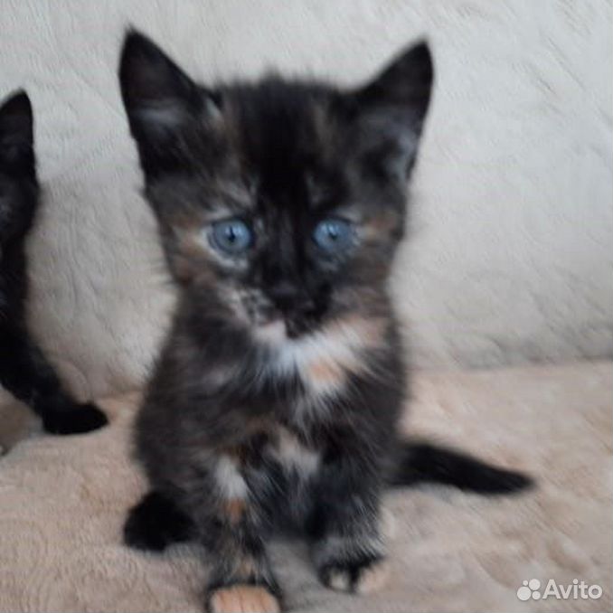 Котята 1,5 мес
